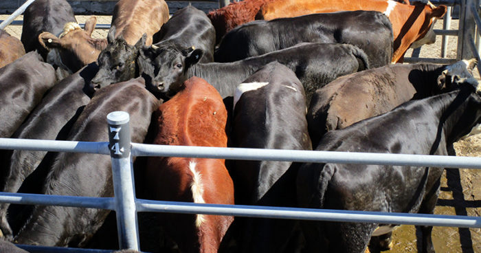 EYCI solid, but fat cattle stall on processor concerns - StockCo Australia
