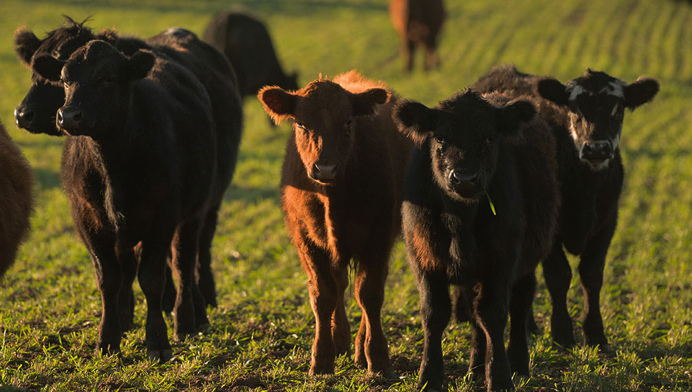 Beef Week 2021 - Expression of interest | Australia's leading ...