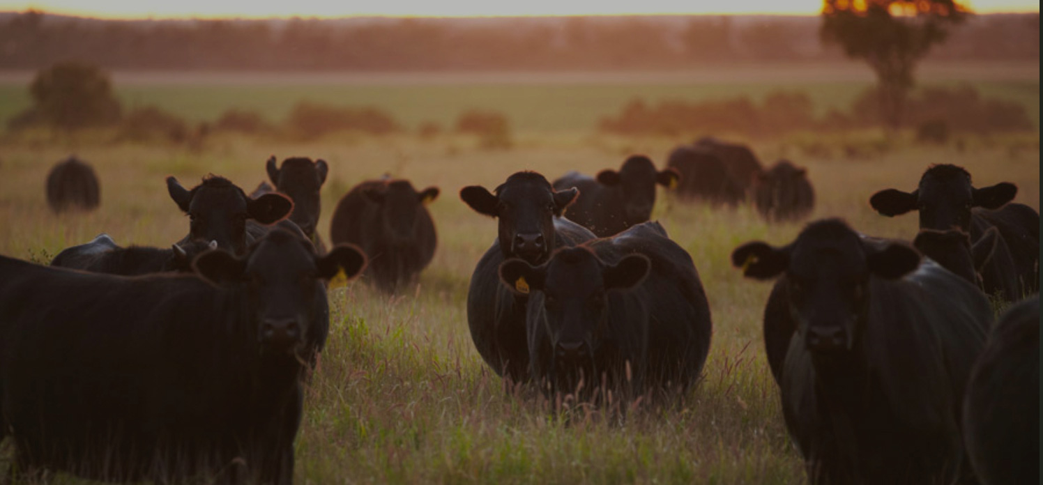Are you looking to purchase livestock this spring?