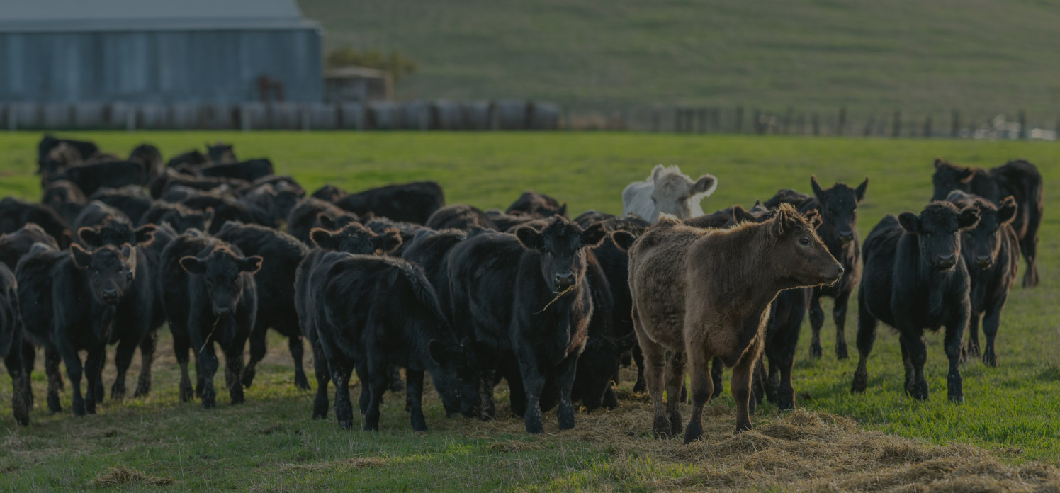 Weaner Finance 2021 | Australia's leading specialist livestock finance ...