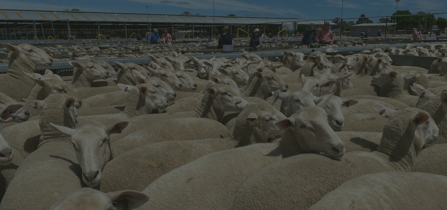 Agent Livestock Finance | Australia's leading specialist livestock ...